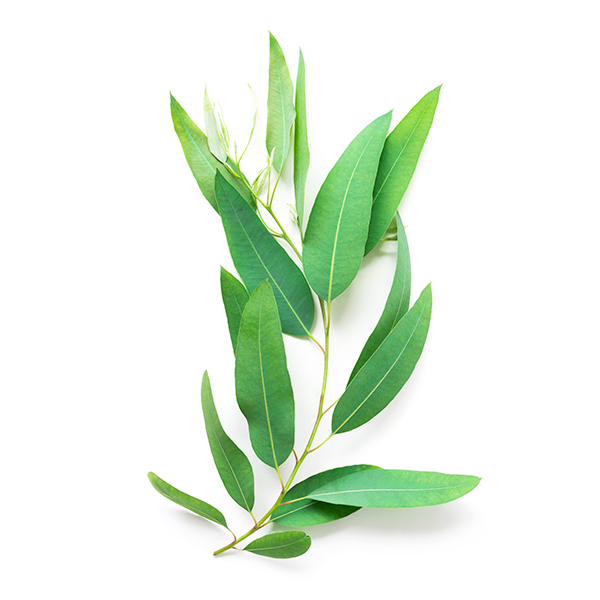 Tilman | Eucalyplus FORTE - Get rid of your stuffy nose!