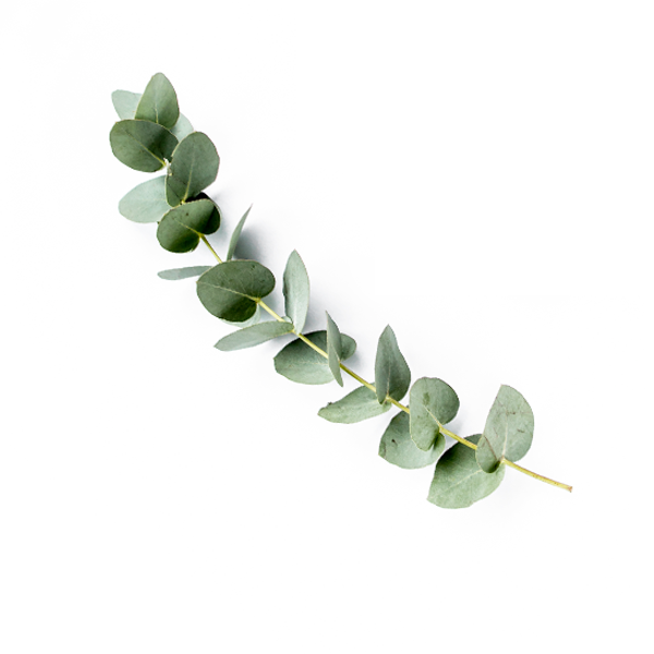 Tilman | Eucalyplus - Get rid of your stuffy nose!